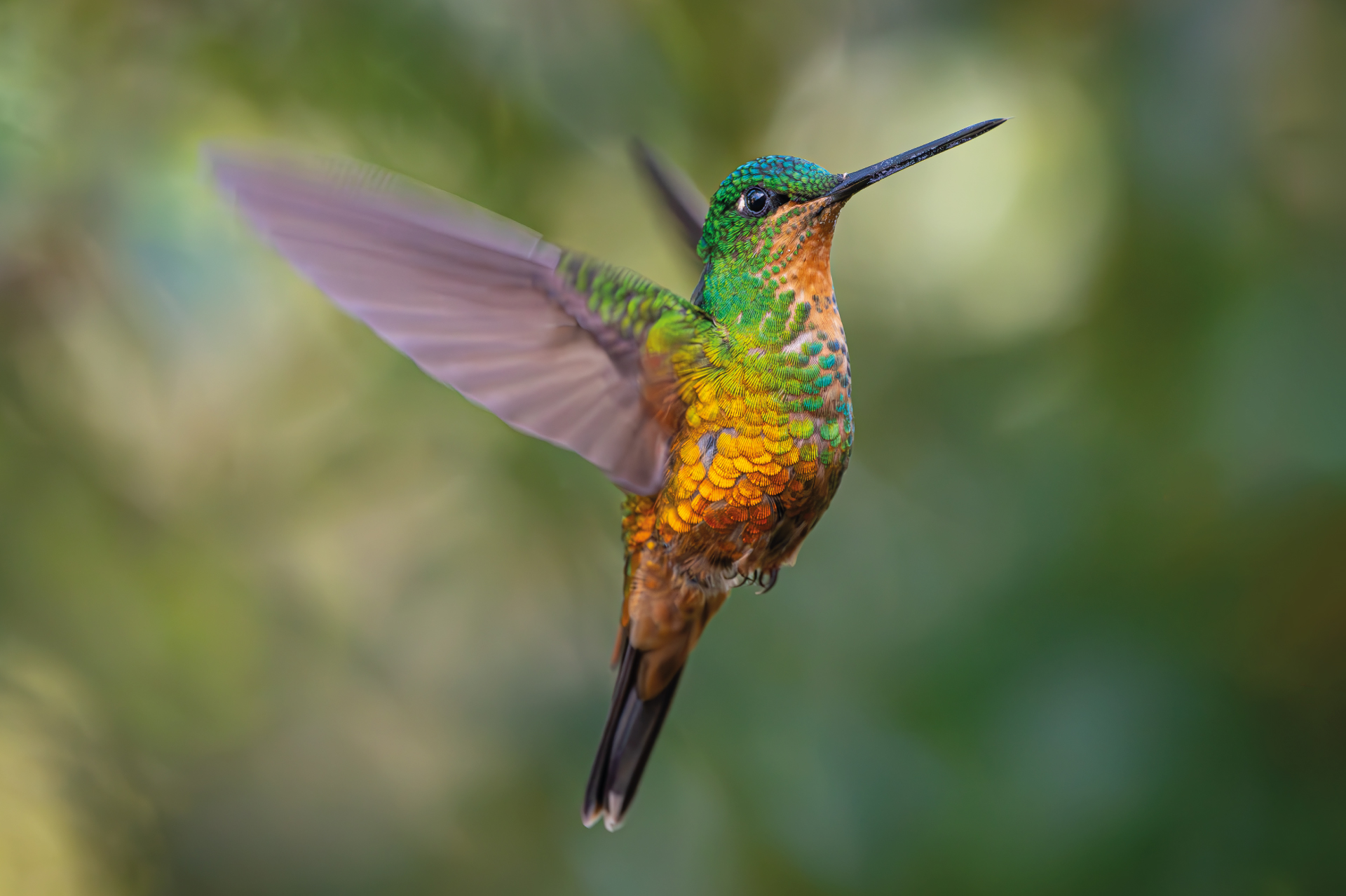 Colibri inca buchedorado » Observatorio Ambiental de Bogotá