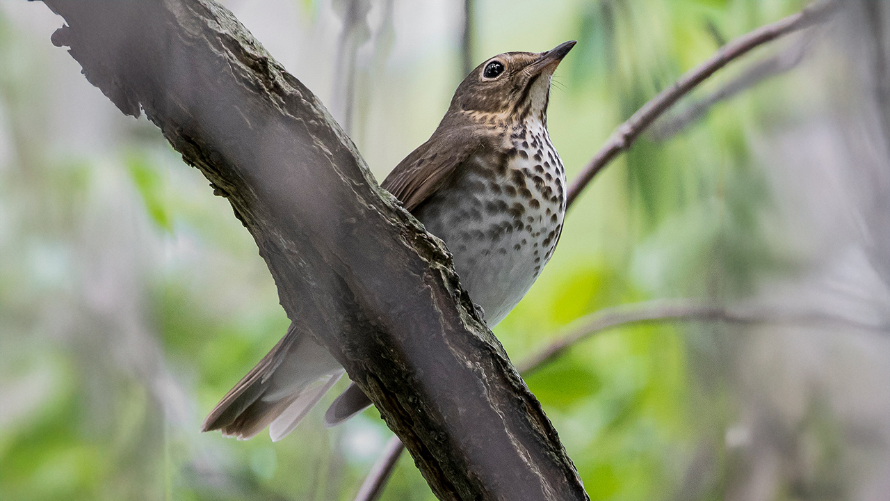 Mirla buchipecosa » Observatorio Ambiental de Bogotá