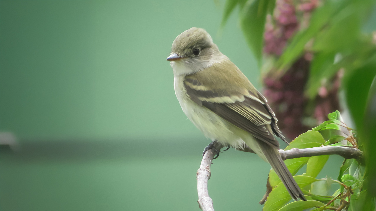 Papamoscas ailero » Observatorio Ambiental de Bogotá