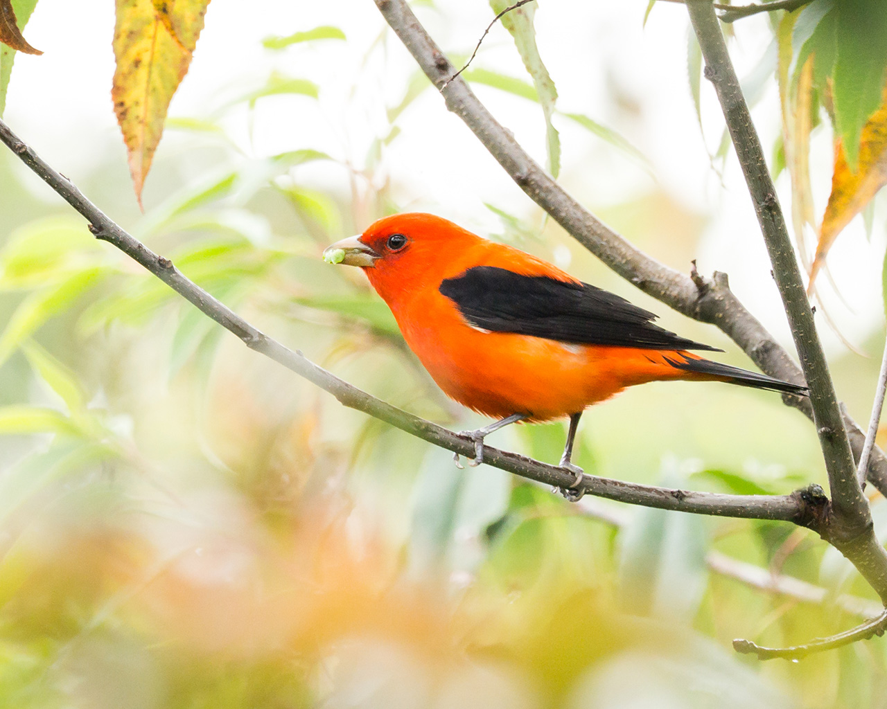 Tángara rojinegra » Observatorio Ambiental de Bogotá