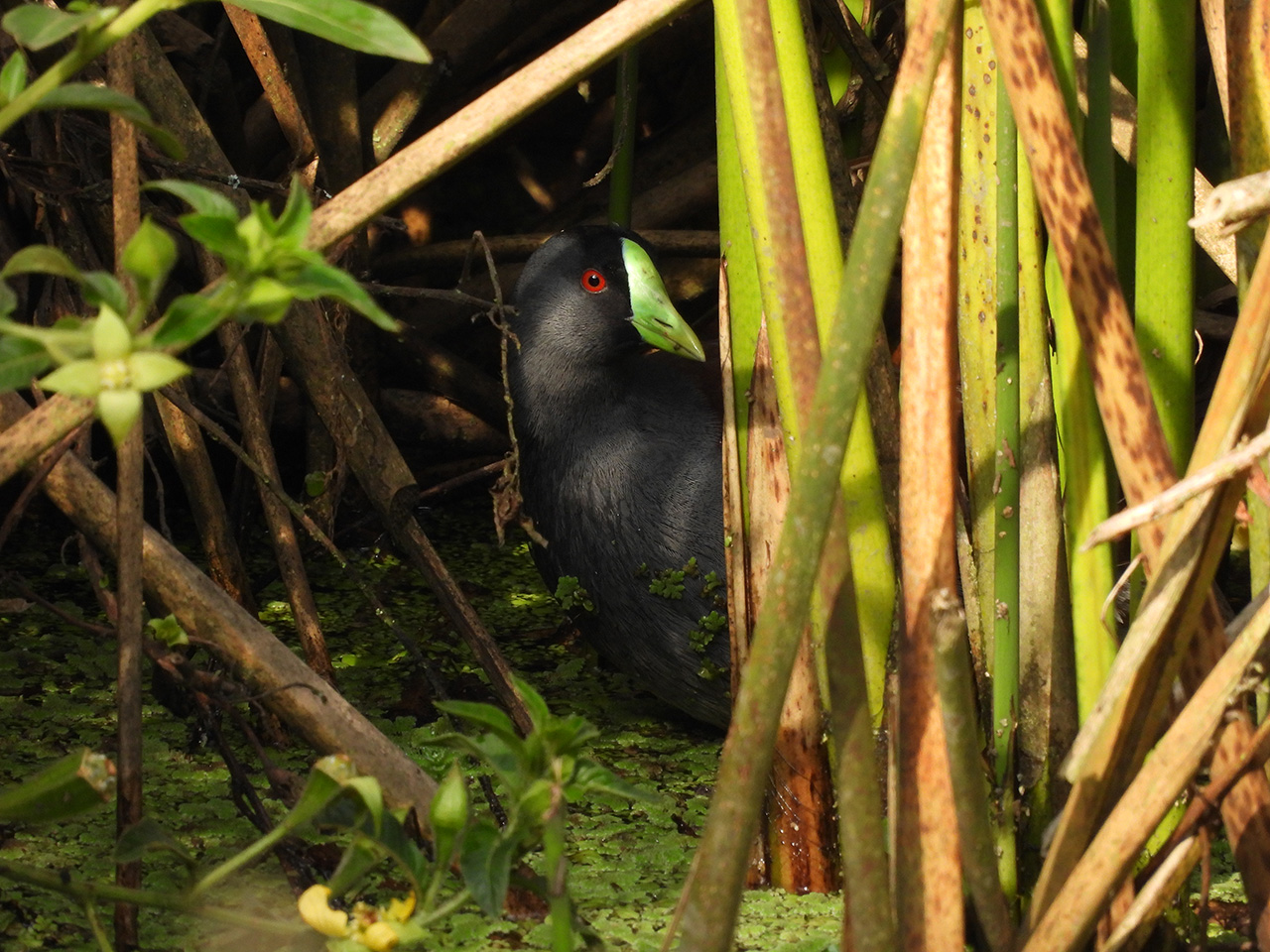 Tingua moteada » Observatorio Ambiental de Bogotá