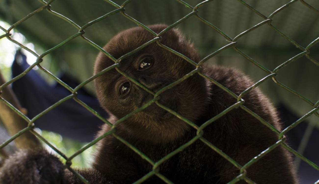 Monos churucos regresan a su entorno natural » Observatorio Ambiental ...