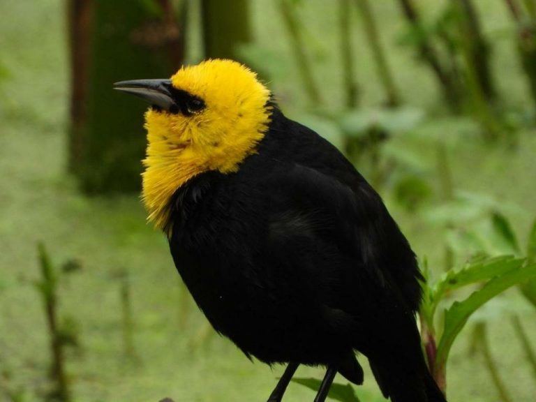 10 aves que puedes encontrar en los humedales de Bogotá
