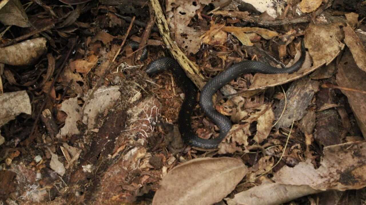 Así se ve una serpiente sabanera en caricatura