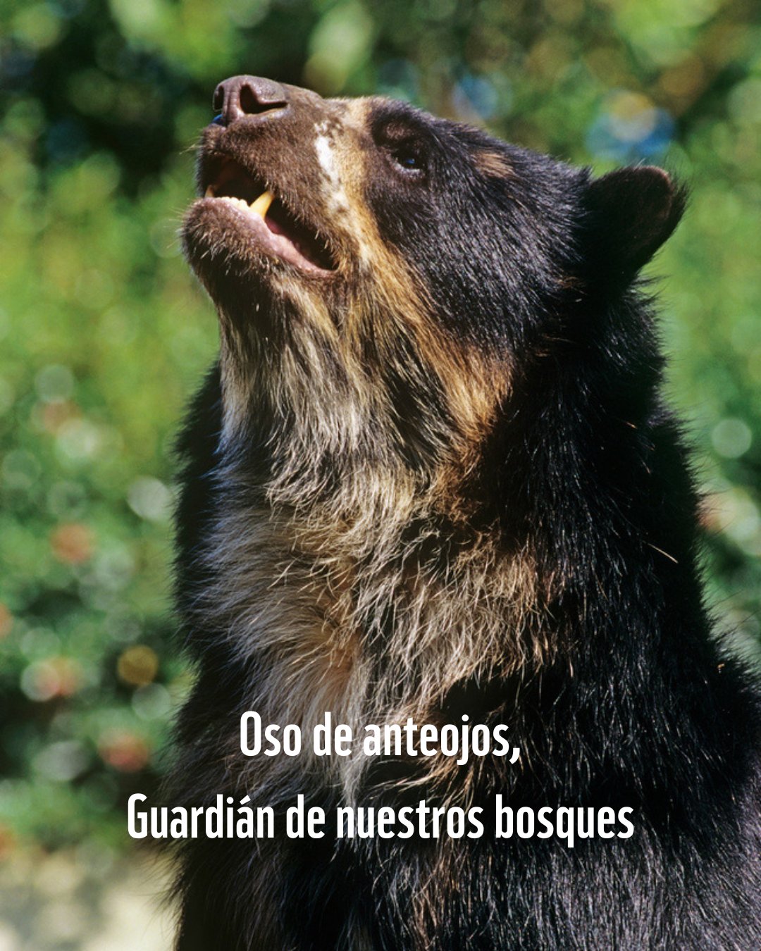Día Internacional de la Protección del Oso: Colombia 2023