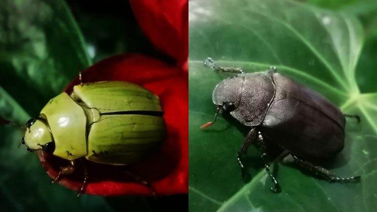 ¿Cuáles son los insectos más amados y odiados de Colombia?