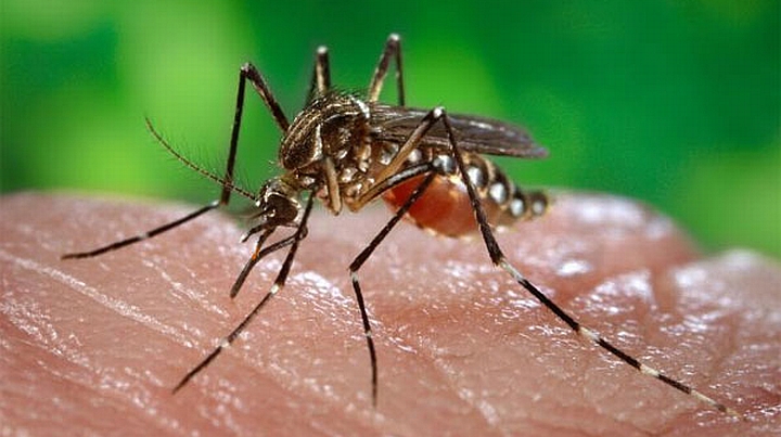 ¿Cuáles son los insectos más amados y odiados de Colombia?