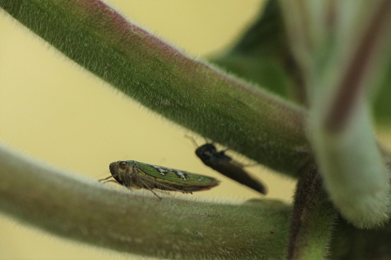 10 insectos y artrópodos que desconocías en Bogotá