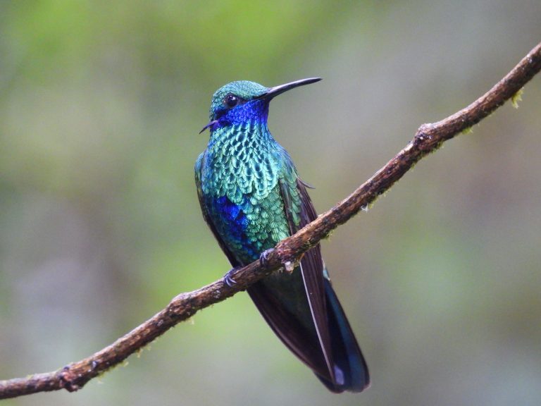 10 aves que puedes encontrar en los humedales de Bogotá