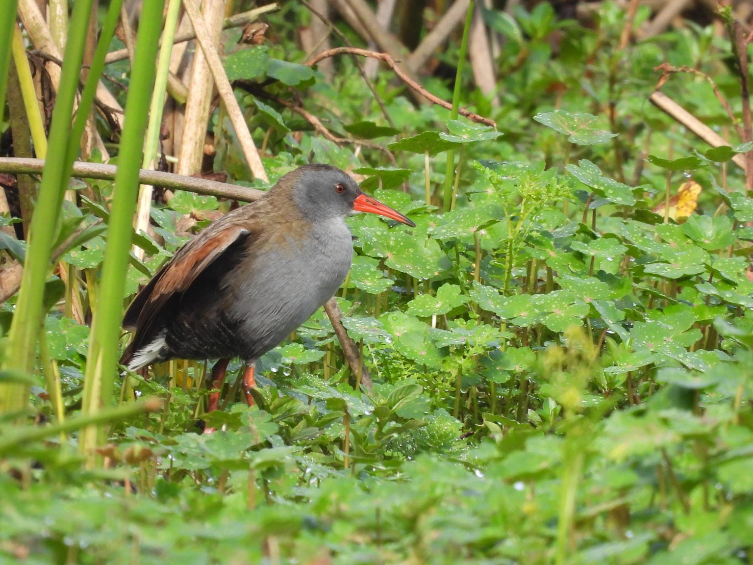10 aves que puedes encontrar en los humedales de Bogotá