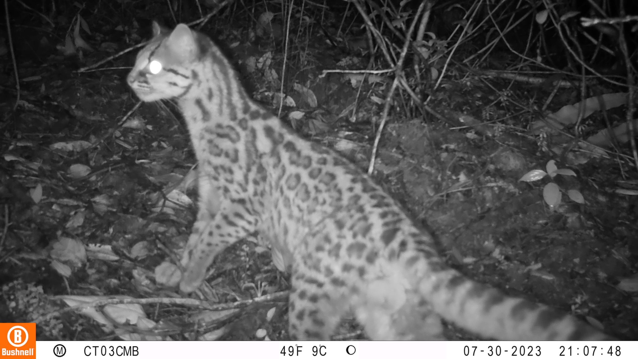 Engativá recibe a la Red de Fauna de Bogotá: 2025